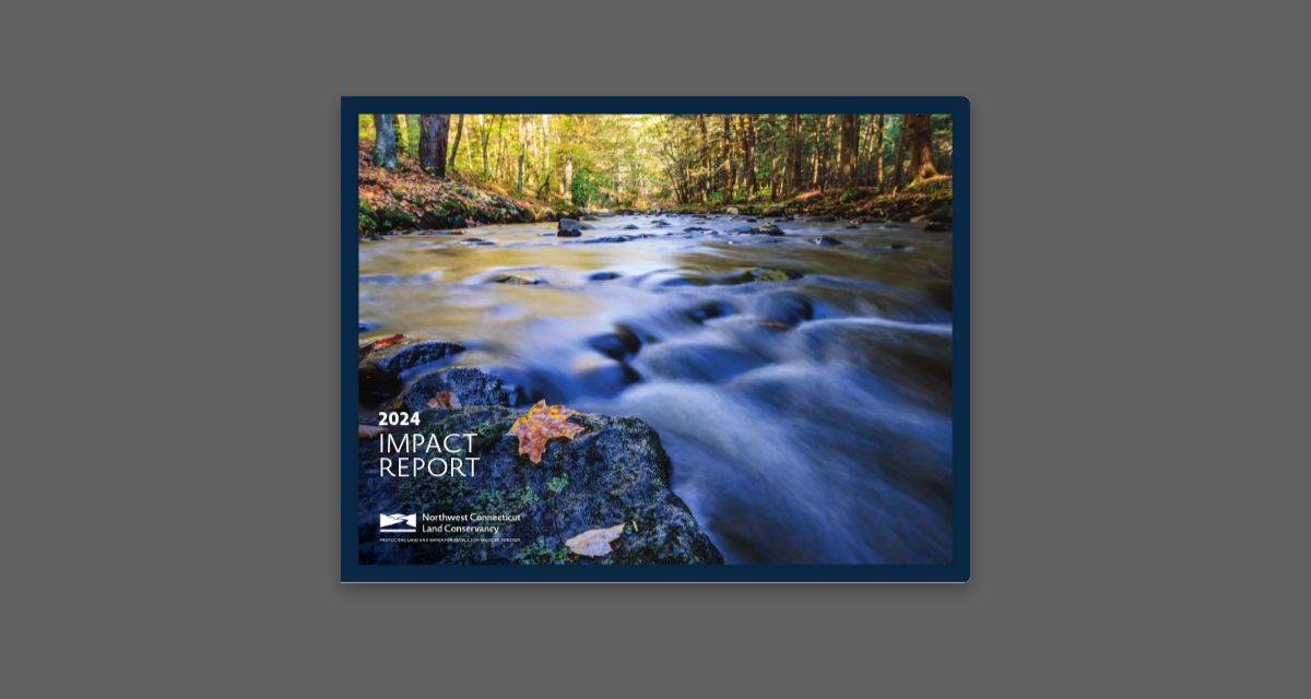 2024 NCLC Impact Report