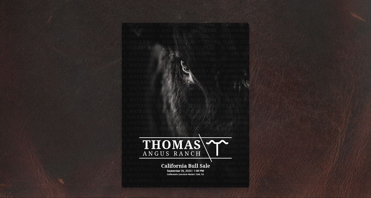 California Bull Sale 2023 — Thomas Angus Ranch