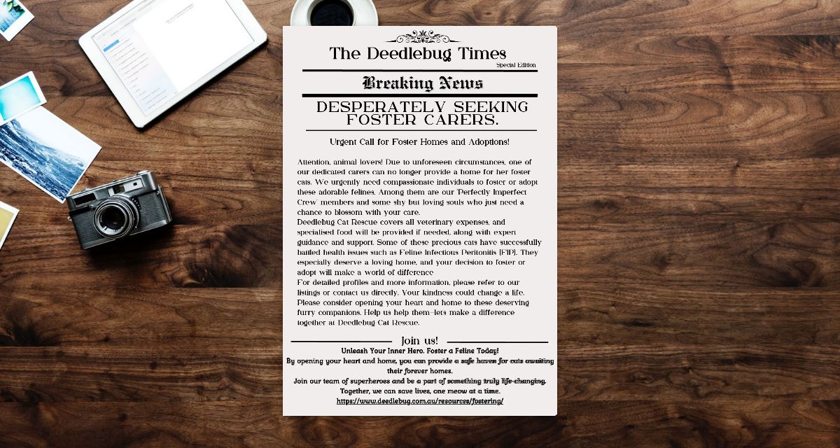 Foster Carer Newspaper