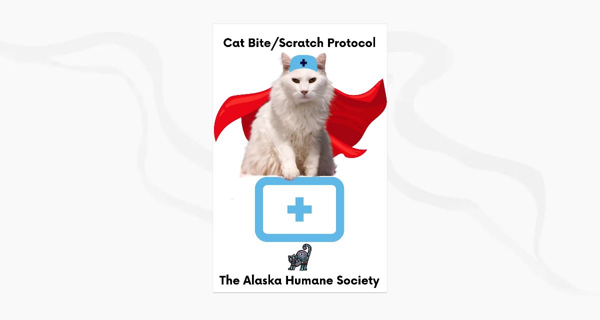 how-to-interact-with-cats-purroperly-simplebooklet