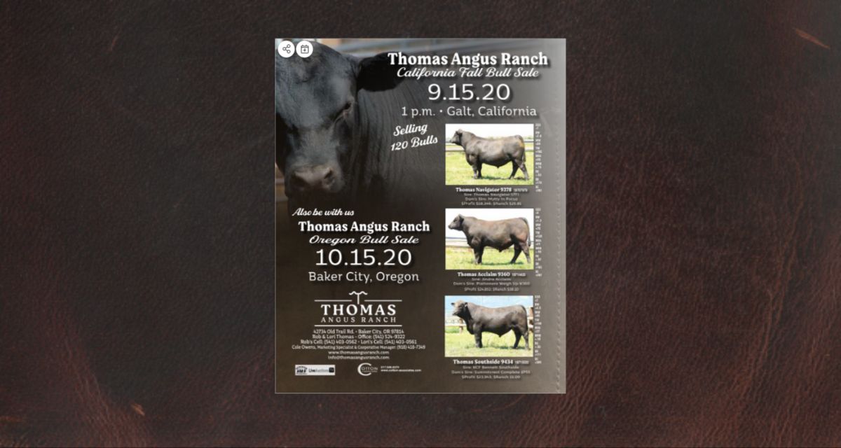 California Fall Bull Sale - American Angus Beef Bulletin