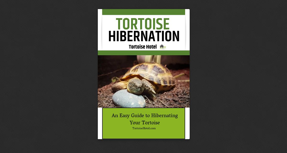 Tortoise Hotel - Tortoise Hibernation