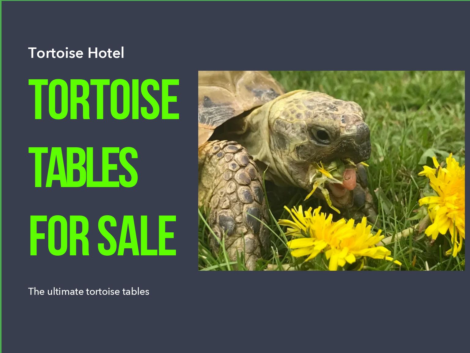 Tortoise Tables For Sale