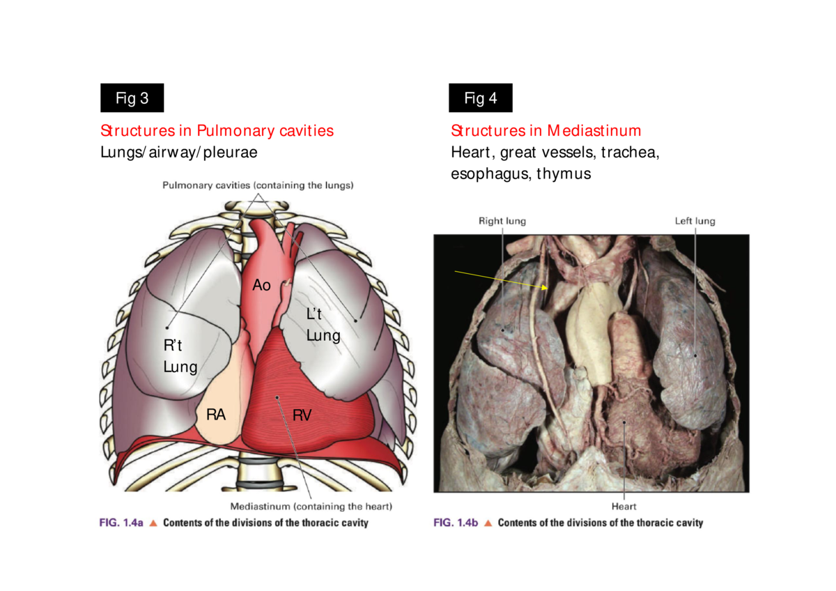 Cardiacanatomy