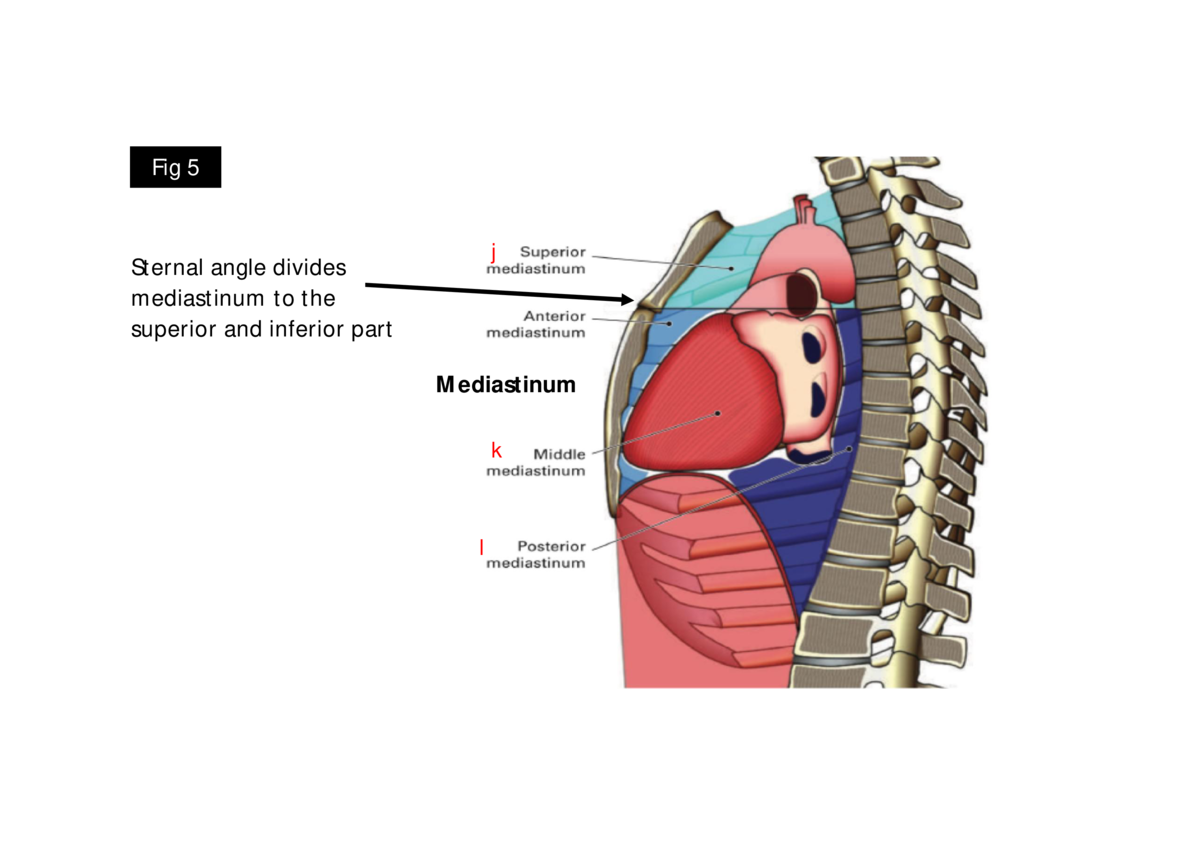 Cardiacanatomy