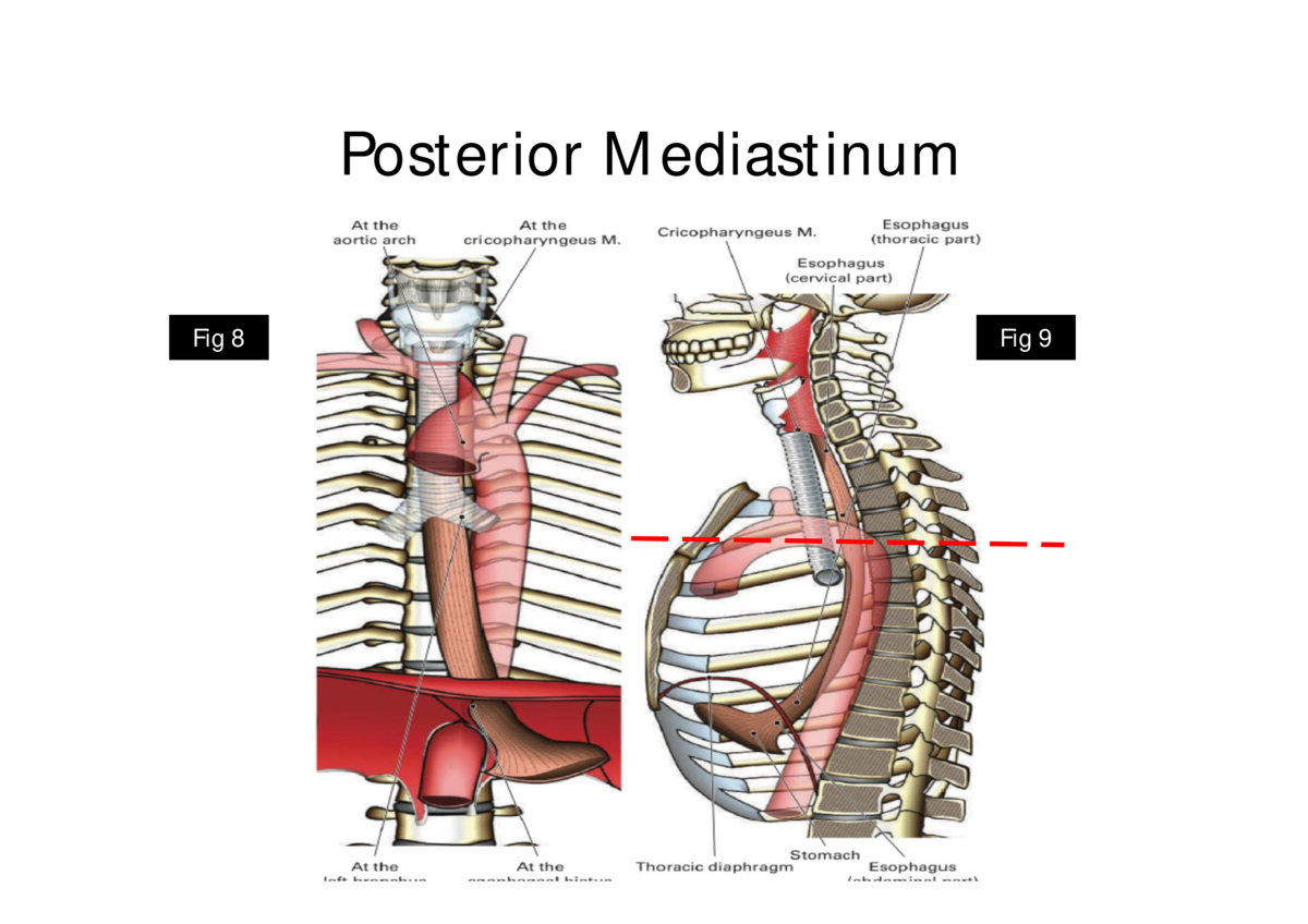 Cardiacanatomy
