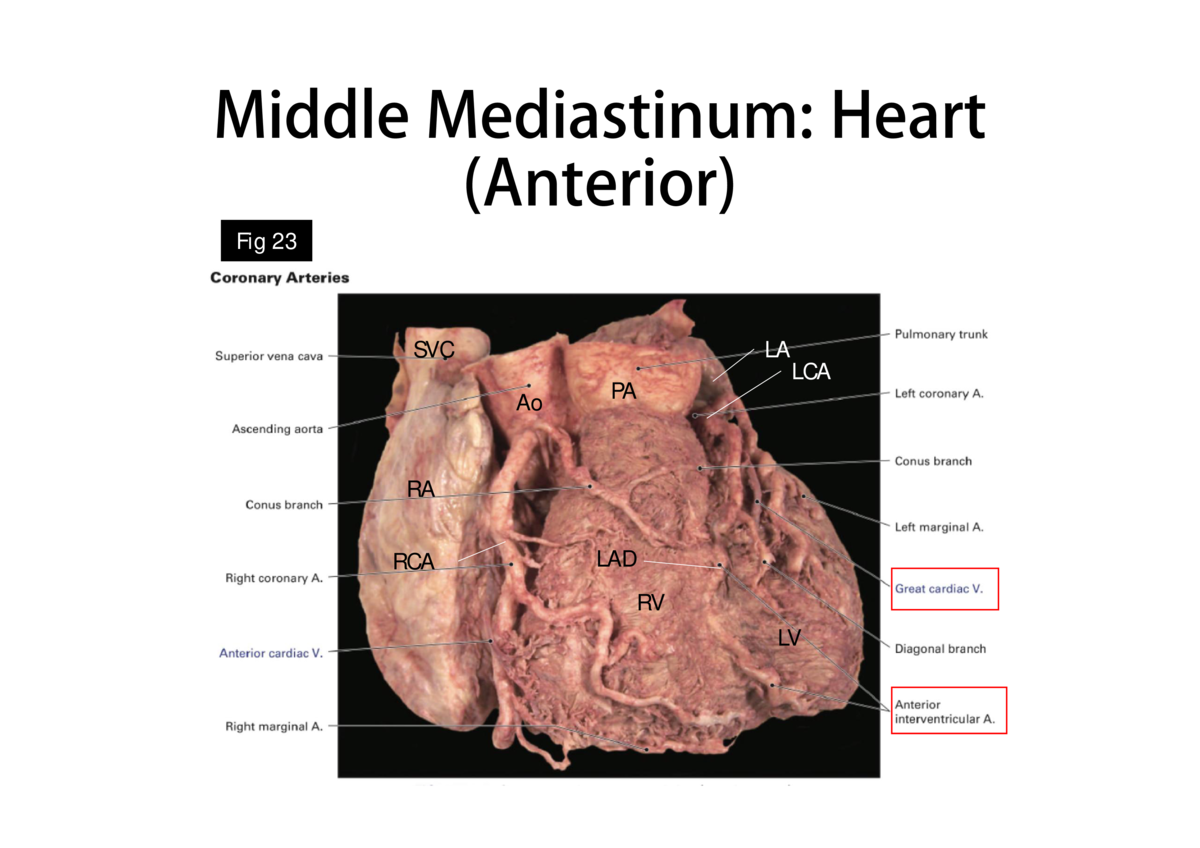 Cardiacanatomy