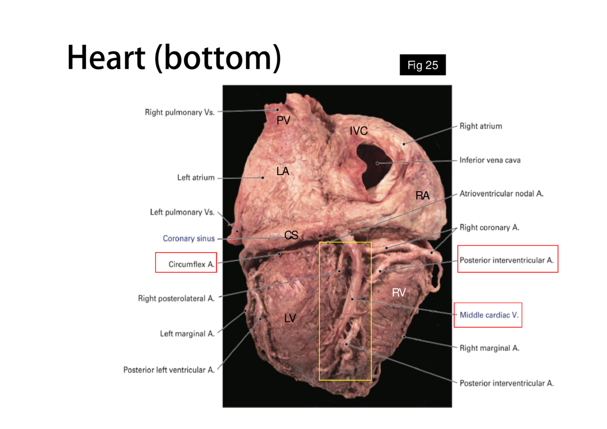 Cardiacanatomy