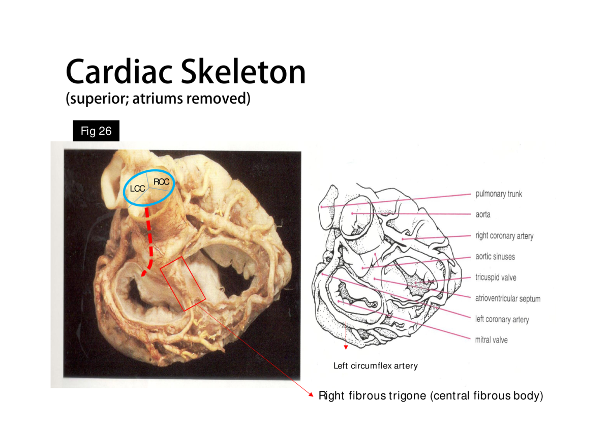 Cardiacanatomy