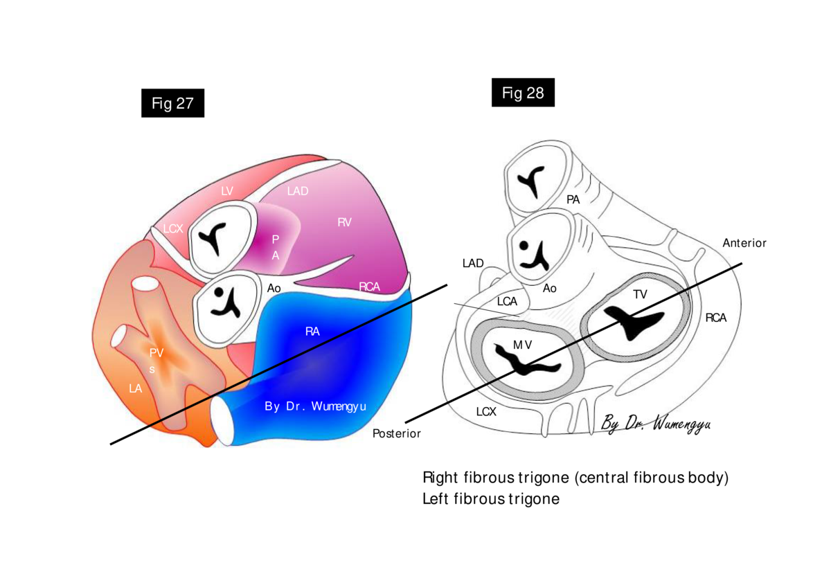 Cardiacanatomy