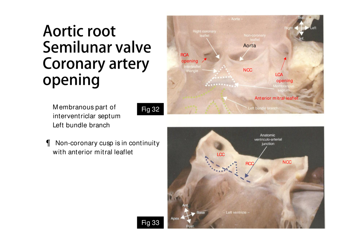 Cardiacanatomy