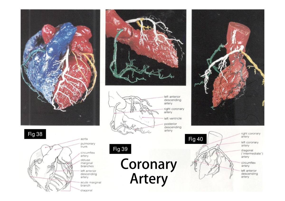 Cardiacanatomy