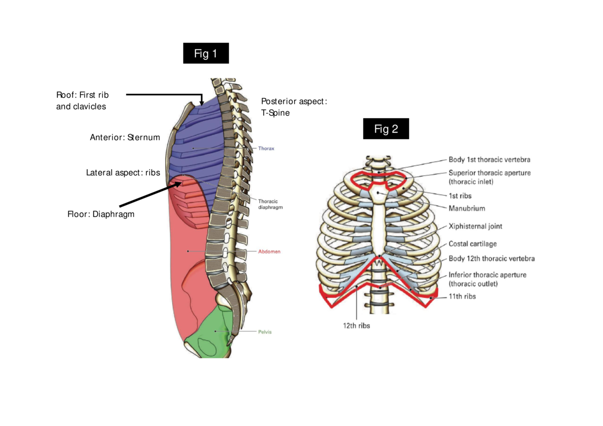 Cardiacanatomy