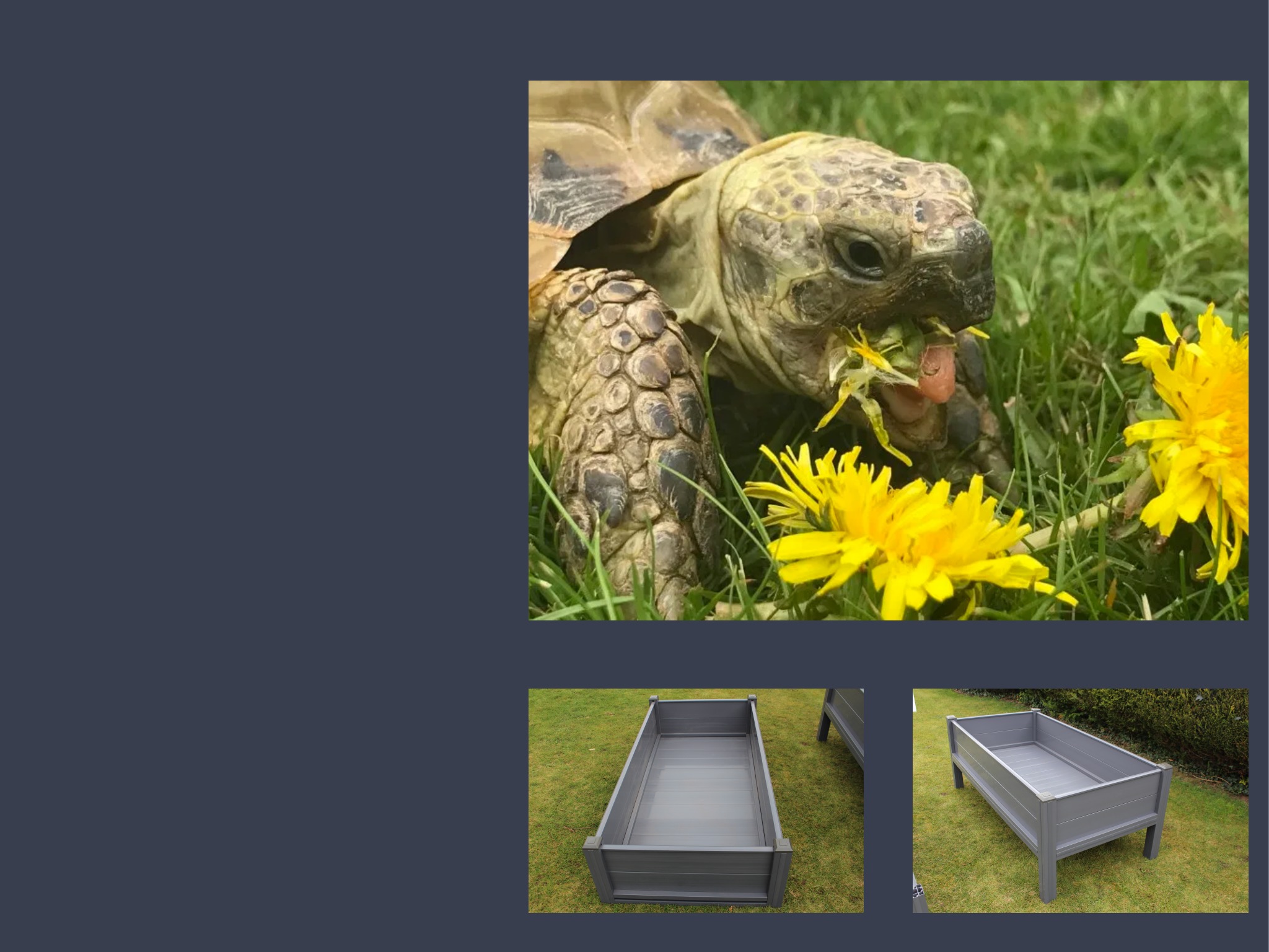 sulcata tortoise table