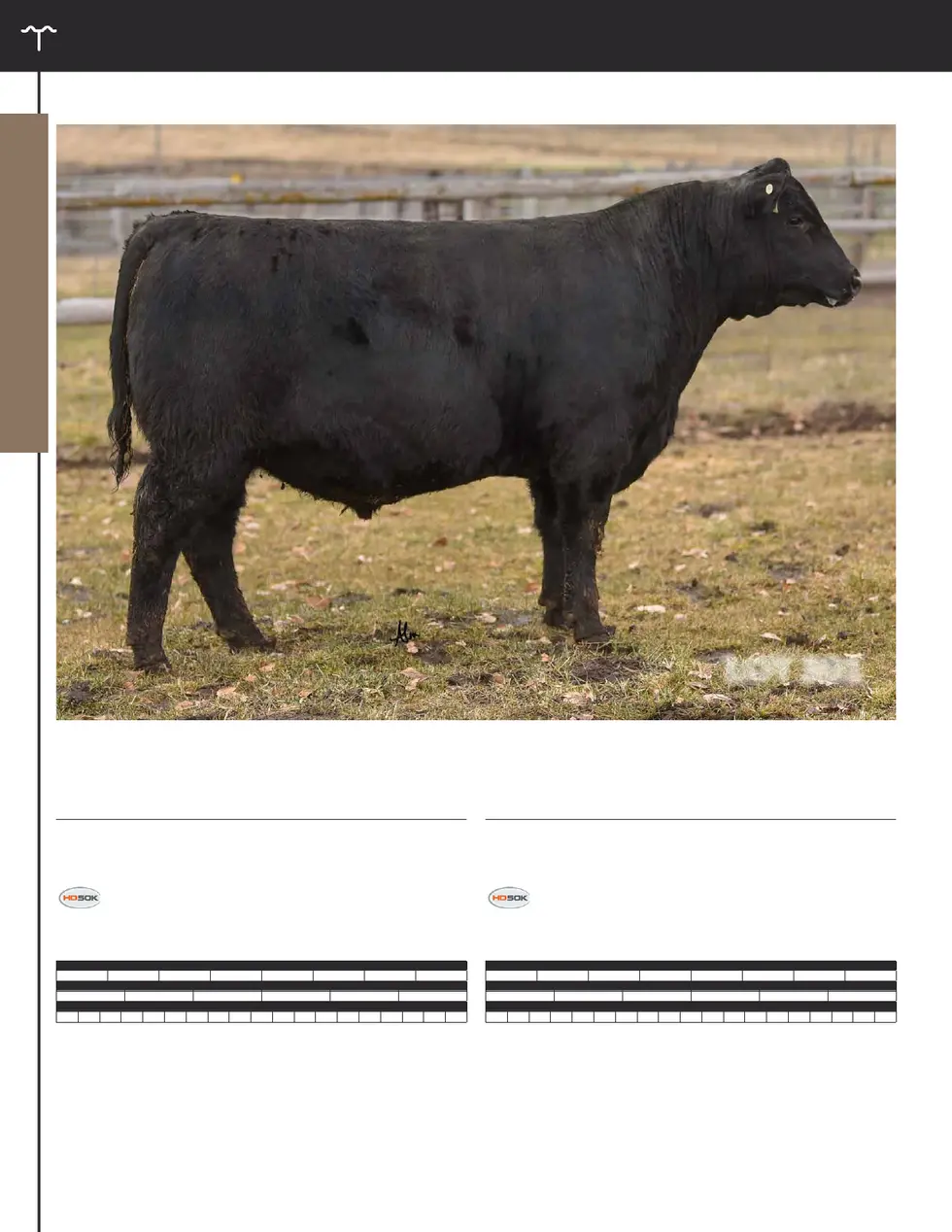 ThomasAngusRanch 2025SpringSale