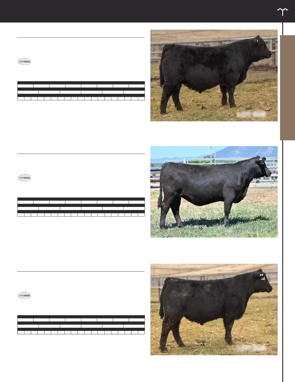 ThomasAngusRanch 2025SpringSale