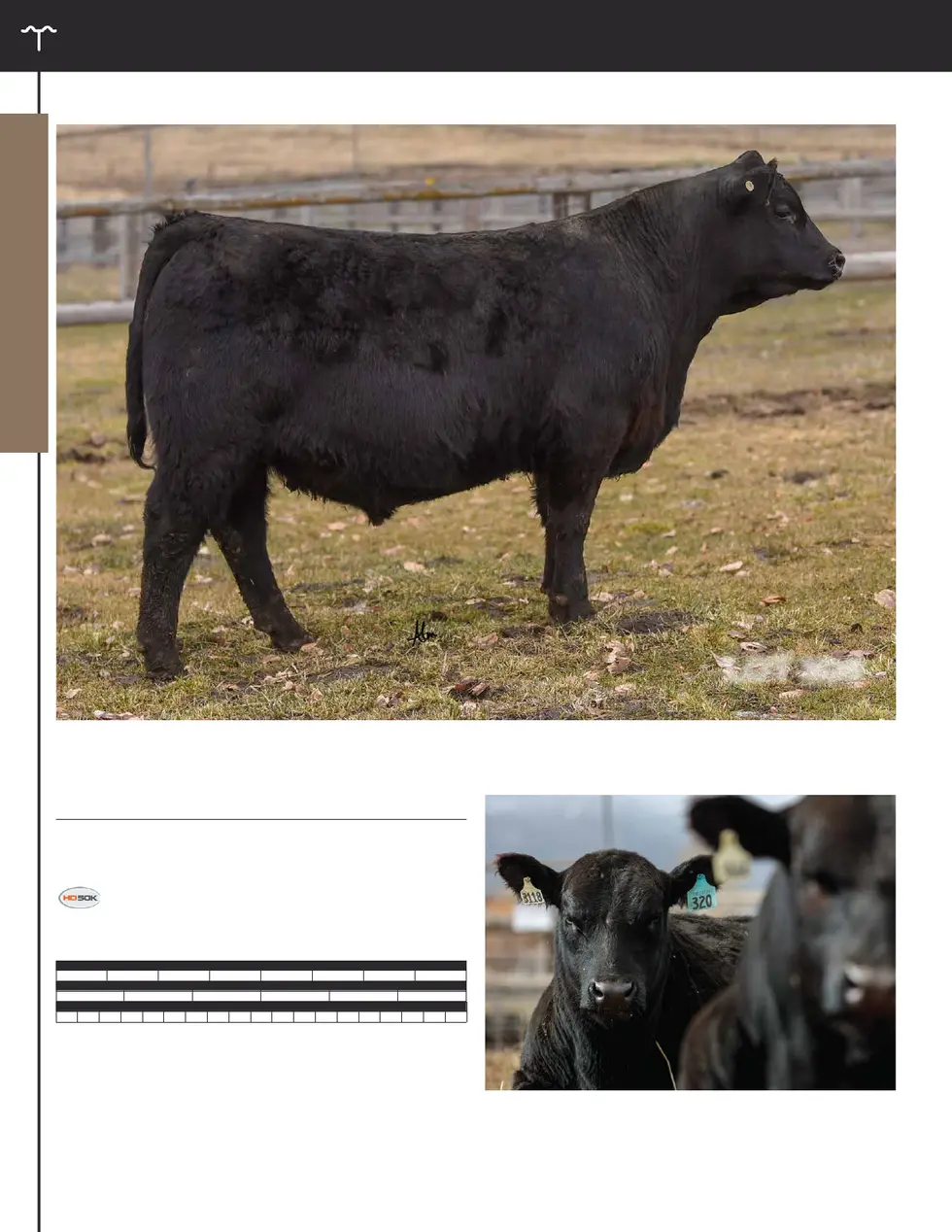 ThomasAngusRanch 2025SpringSale