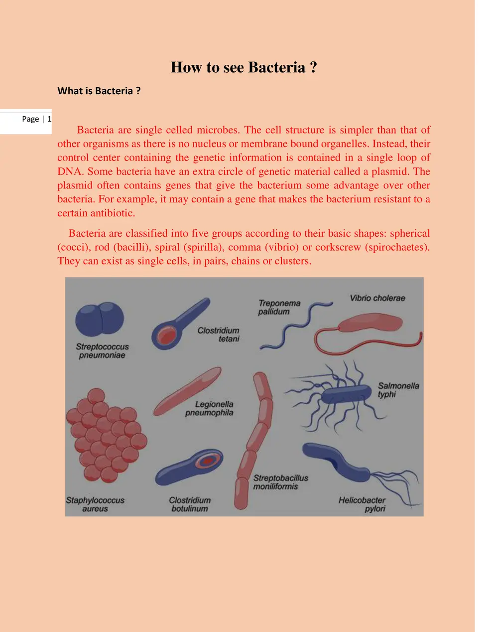 How to see bacteria ? : simplebooklet.com