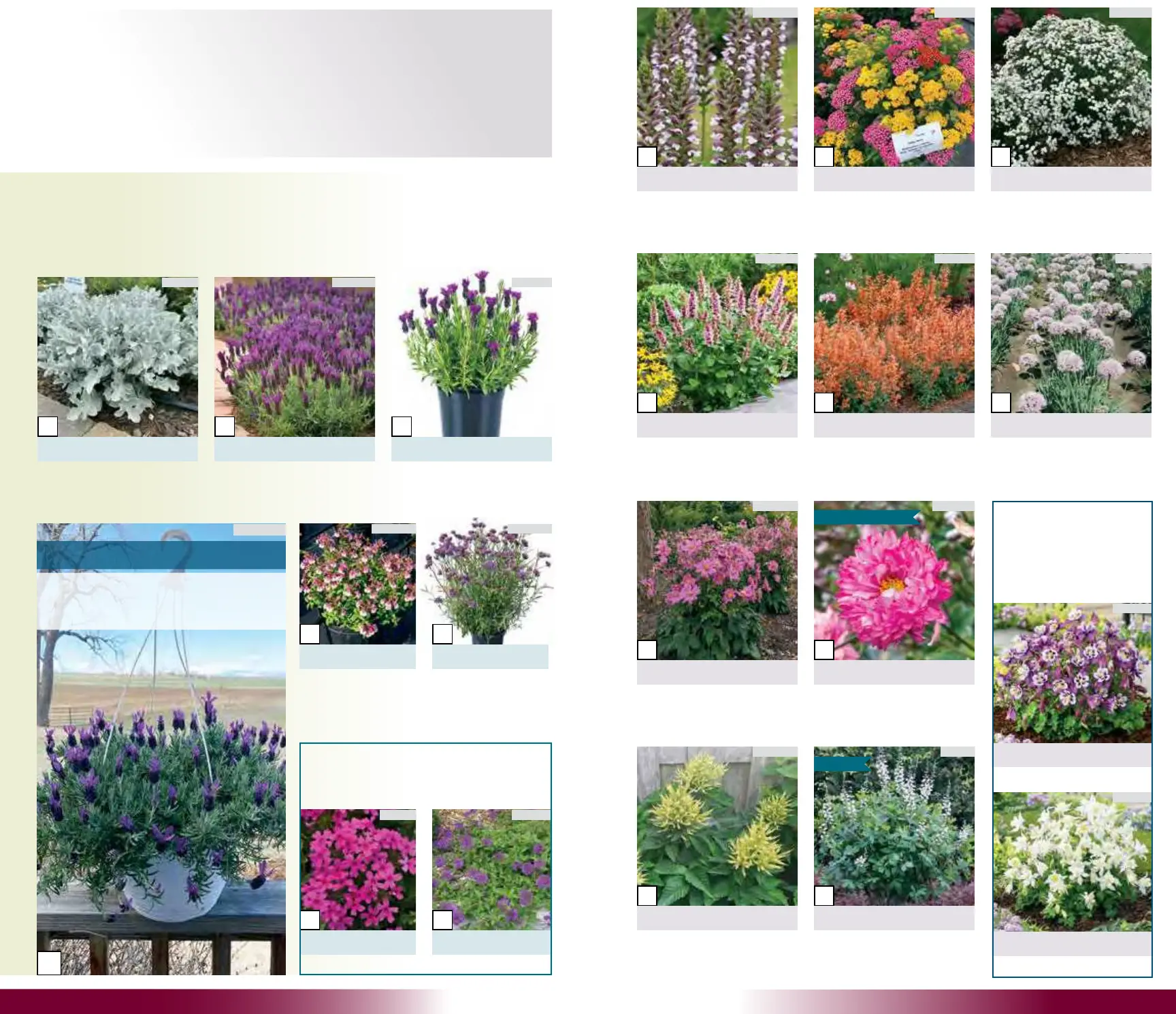 Growing Colors 2025 New Intro Booklet