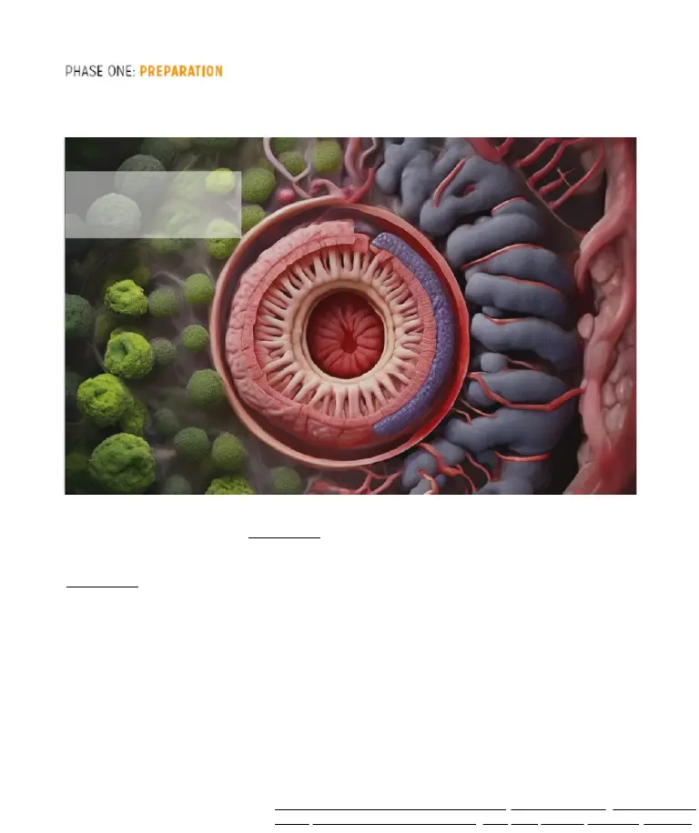 Slenderiiz Approved Food Lists (Slenderiix & Xceler8 Drops ...